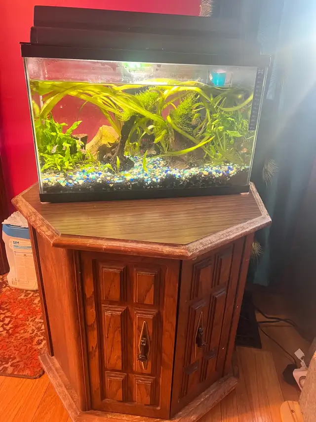 10 gallon aquarium-free! | Fish for Rehoming | Winnipeg | Free local ...