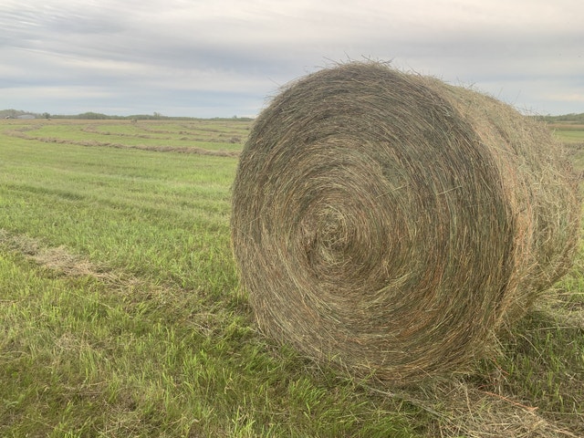 PENDING SALE FOR THE LOT -Tame Hay | Livestock | Winnipeg | Kijiji