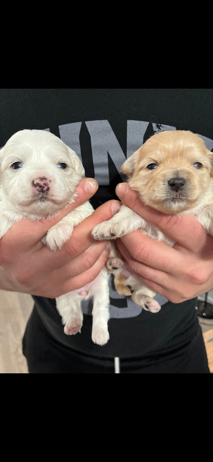 Shih Tzu Maltese Mix (Malti Tzu) | Dogs & Puppies for Rehoming | St ...