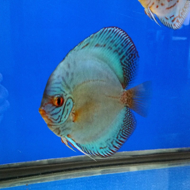 Downsizing Sale: Cobalt Blue Discus | Fish for Rehoming | City of ...