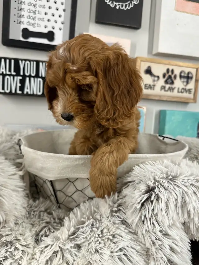 Cutest Male Cockapoo ready to go home | Dogs & Puppies for Rehoming ...
