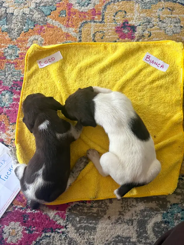 4 week old , puppies to add to your summer fun | Dogs & Puppies for ...
