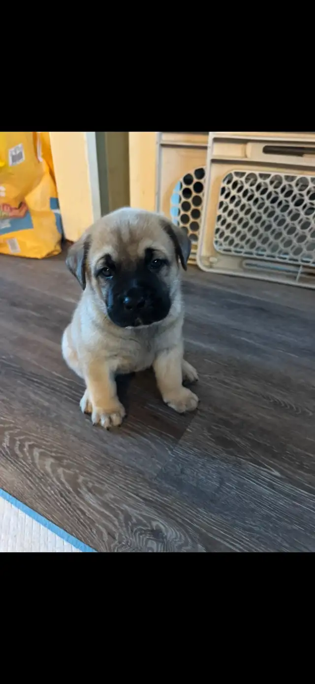 PUREBRED Cane Corso pups coming | Dogs & Puppies for Rehoming | Regina ...