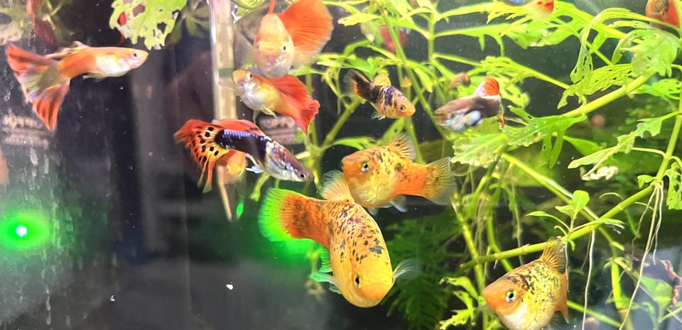 Colorful Guppies & Platy – Homebred & Healthy! | Fish for Rehoming ...