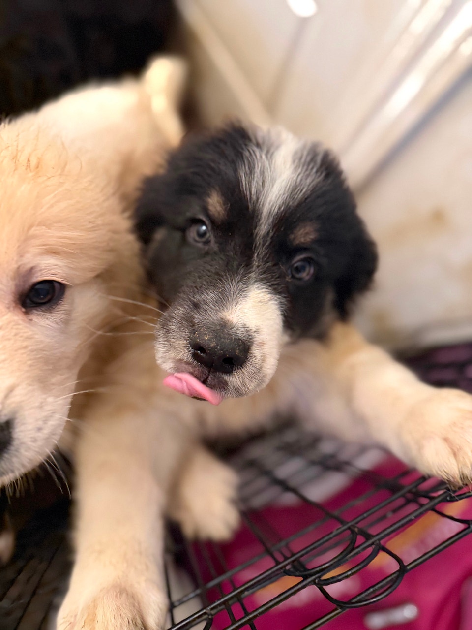 Border Collie/Australian Shepherd Puppies | Dogs & Puppies for Rehoming ...