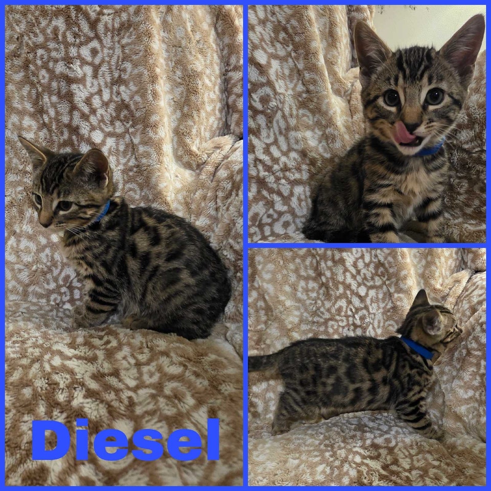 Bengal Kittens | Cats & Kittens for Rehoming | Edmonton | Free local ...
