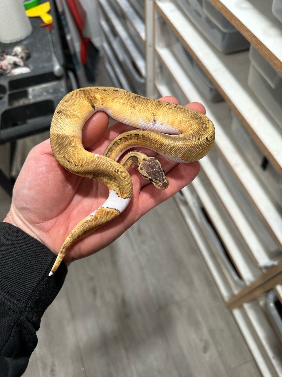 Male Pastel Pin Pied 66% Het DG Ball Python | Reptiles & Amphibians for ...