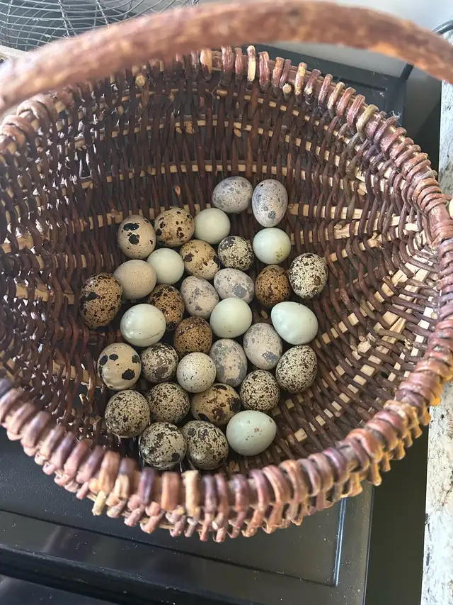 celadon quail hatching eggs | Livestock | Winnipeg | Free local ...