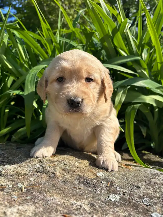 Chiots – Golden Retriever de type Field (Red) | Dogs & Puppies for ...