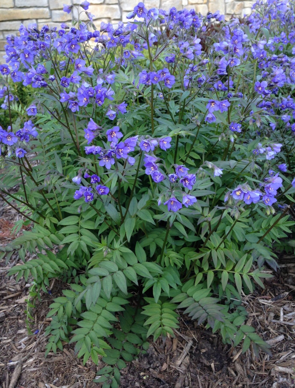 Spring - Perrenial, Jacob's Ladder starter plants - Only $5 ...