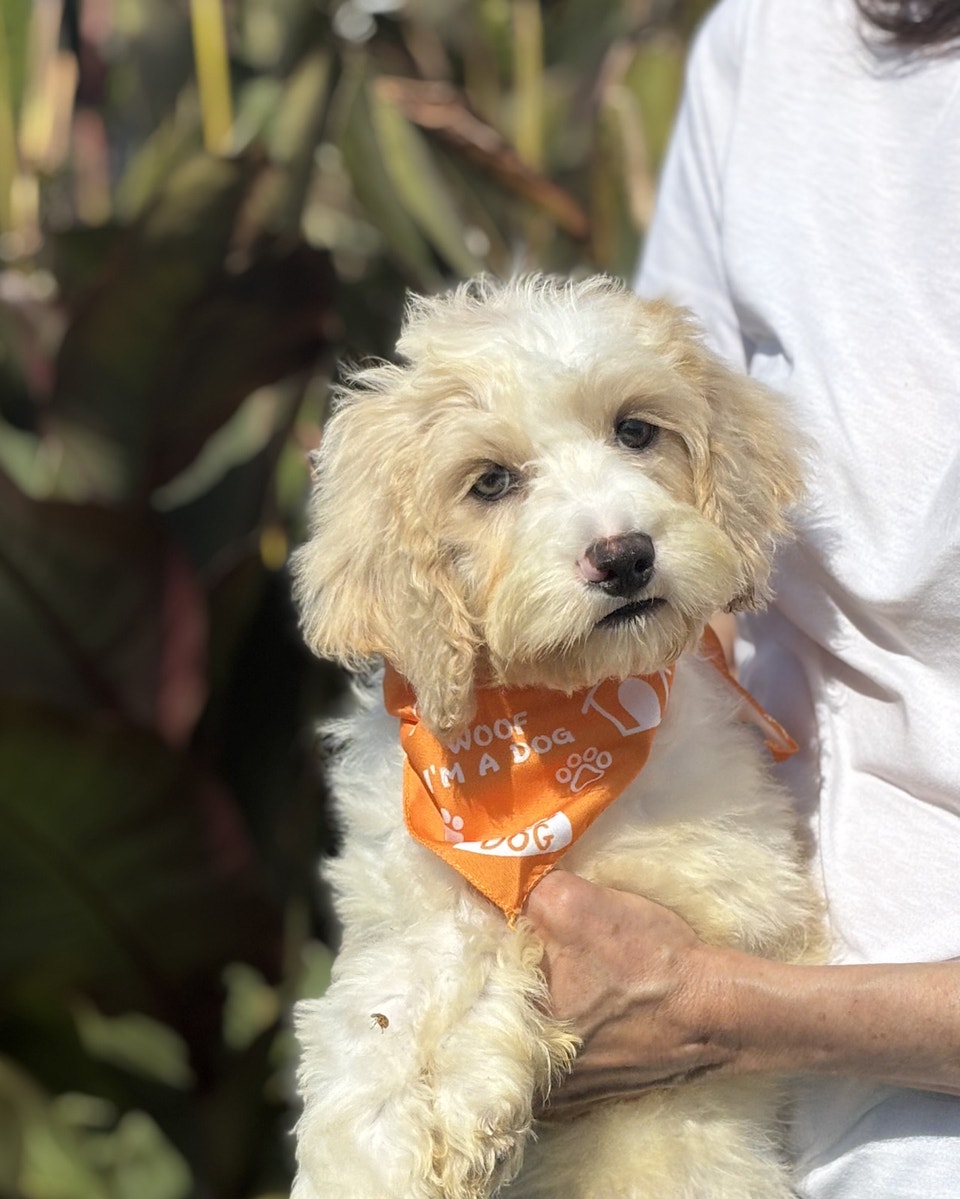 Cockapoo | Dogs & Puppies for Rehoming | Laval / North Shore | Free ...