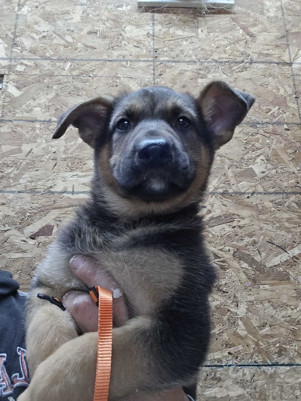 German Shepherd (Berger Allemand) | Dogs & Puppies for Rehoming ...