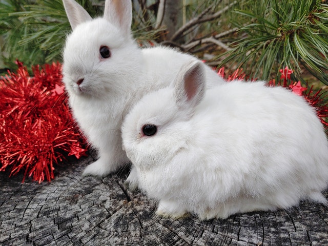 EXTRAORDINARY NETHERLAND DWARF & LIONHEAD BABY BUNNY RABBITS | Small ...