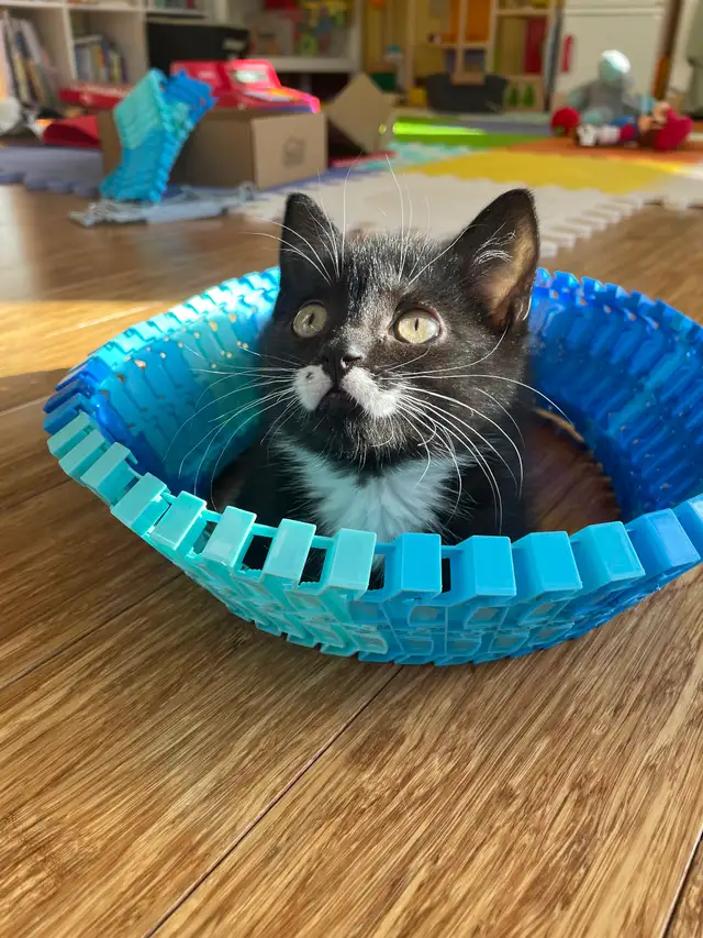 Female 1yo cat for adoption | Cats & Kittens for Rehoming | City of ...