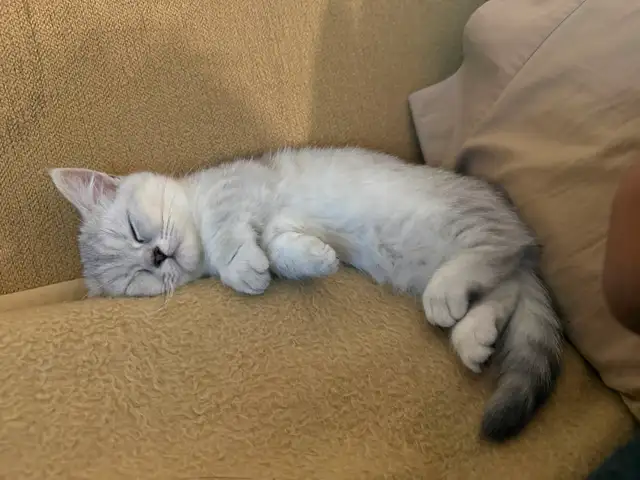 BSH Munchkin white and British short hair marble (females) | Cats ...