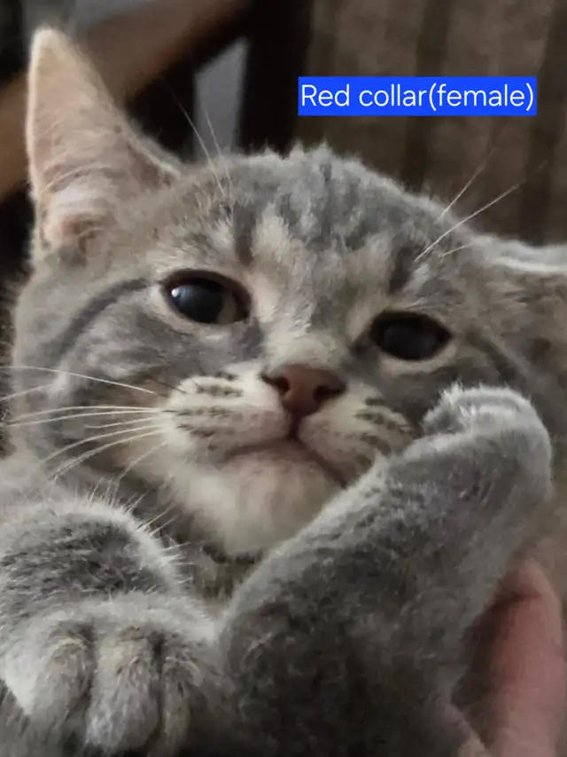 Loving furever homes | Cats & Kittens for Rehoming | Ottawa | Free ...