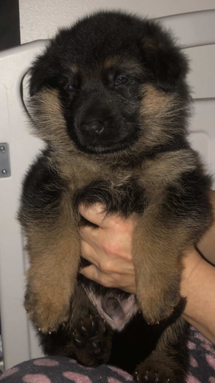 Westren German shepherds | Dogs & Puppies for Rehoming | St. John's ...
