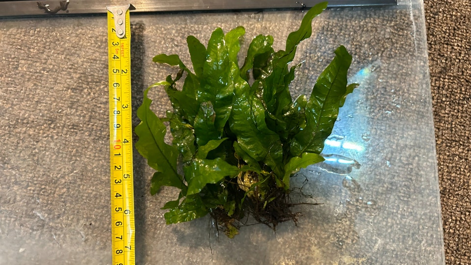 Java Fern - multiple option for sale - plants for aquarium | Fish for ...
