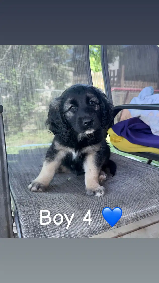 cocker spaniel Shepherd lab | Dogs & Puppies for Rehoming | Barrie ...