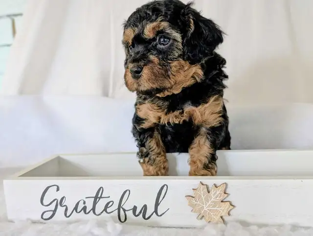 MINI F1B Cavapoo Puppy (health tested parents) | Dogs & Puppies for ...