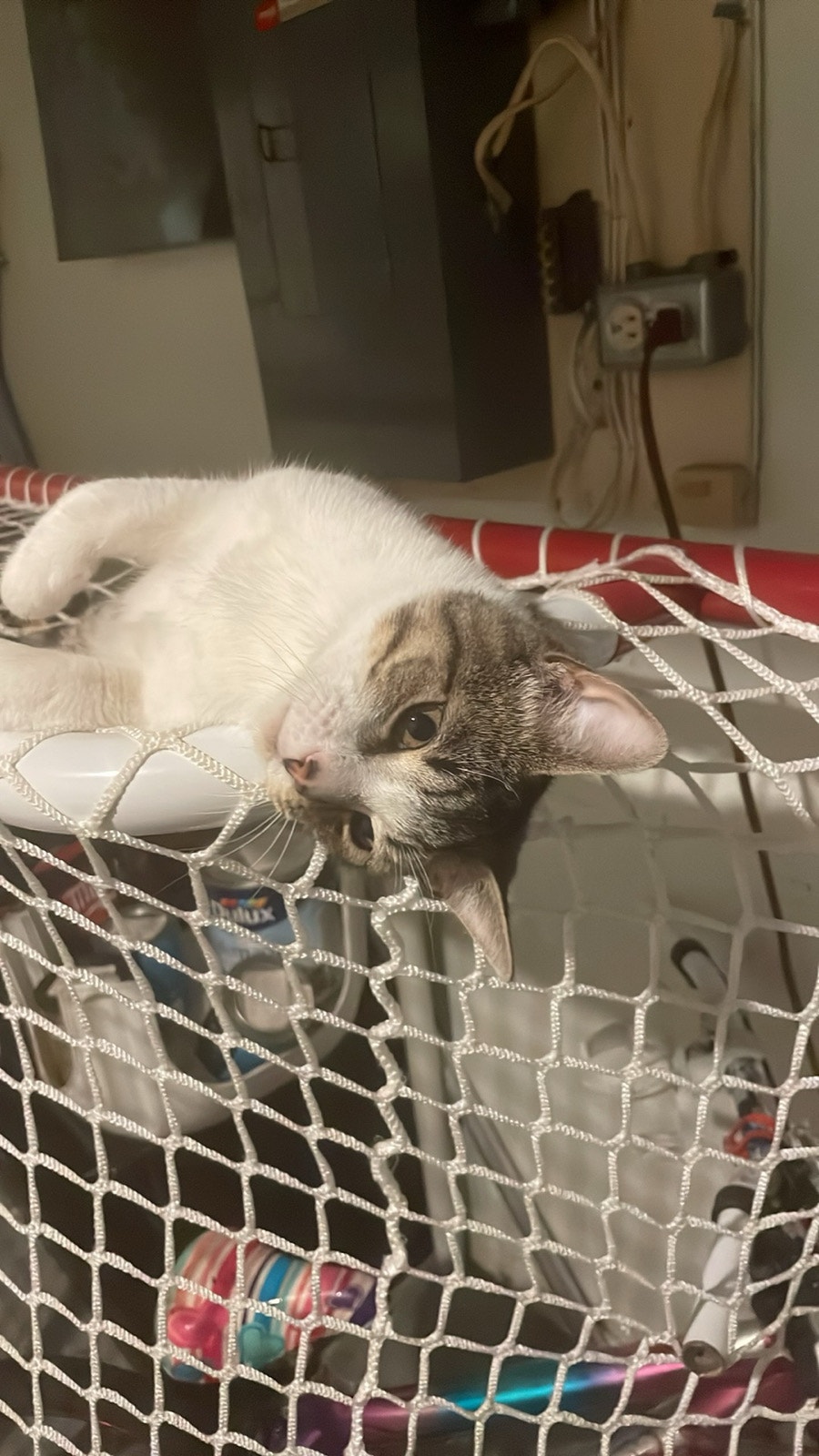 free male kitten | Cats & Kittens for Rehoming | St. John's | Free ...