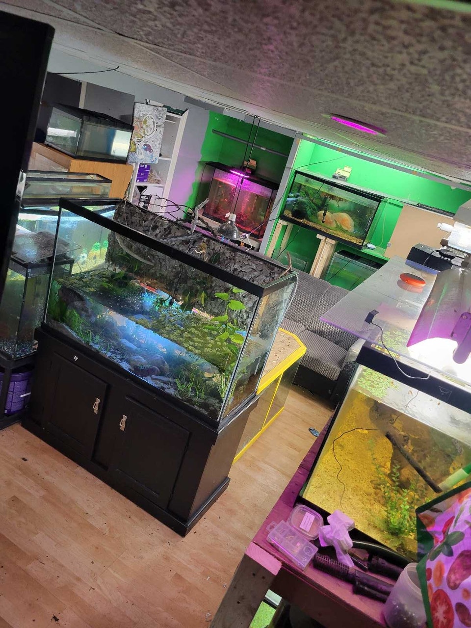 FISH RESCUE | Fish for Rehoming | Oshawa / Durham Region | Free local ...