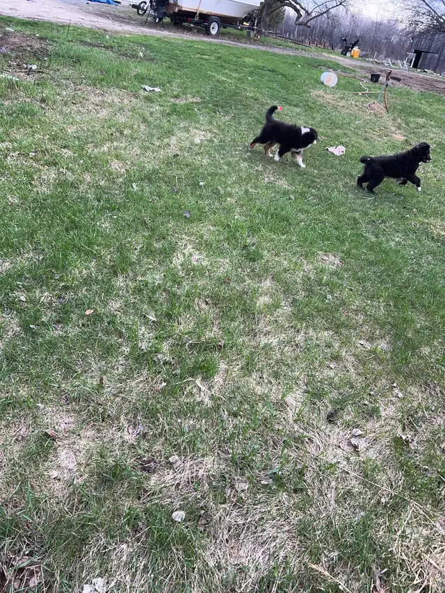 Australian Shepherd puppies for sale | Dogs & Puppies for Rehoming ...
