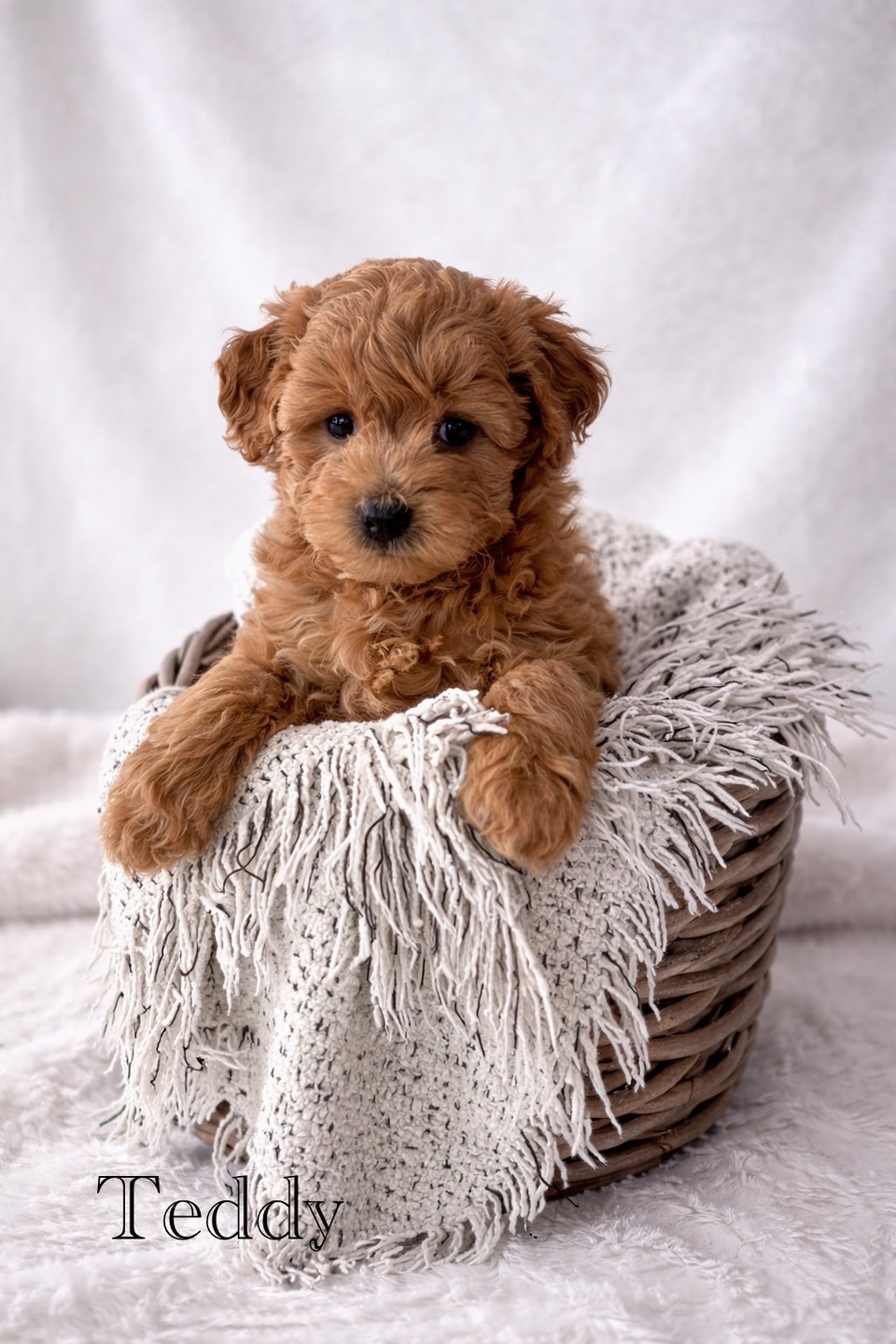 Mini Cockapoo puppies ! | Dogs & Puppies for Rehoming | Calgary | Free ...
