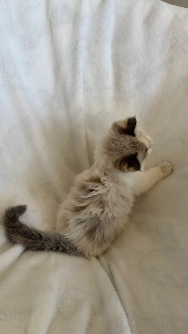 *1 LEFT* Ragdoll X Kittens !!! | Cats & Kittens for Rehoming | Calgary ...