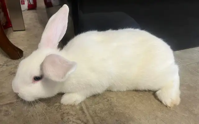 white rabbit for sale | Small Animals for Rehoming | Winnipeg | Free ...