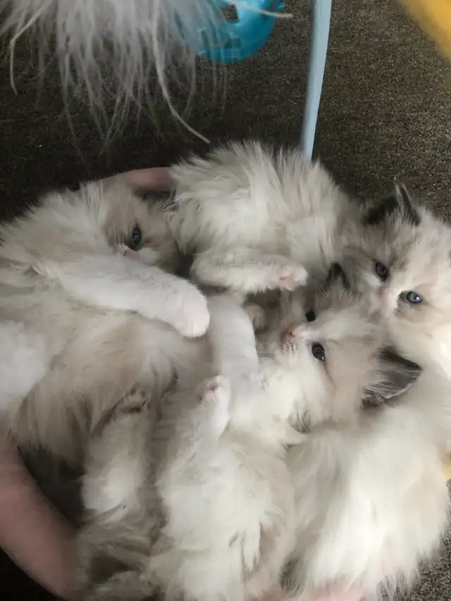 100% PURE RAGDOLL show kittens for sale $1,000 EACH | Cats & Kittens ...