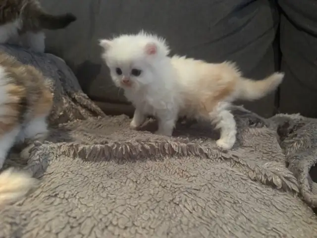 chatons persan pure race | Cats & Kittens for Rehoming | Laval / North ...