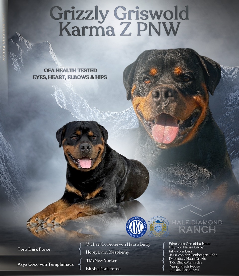 CKC, AKC registered intact male Rottweiler | Dogs & Puppies for ...