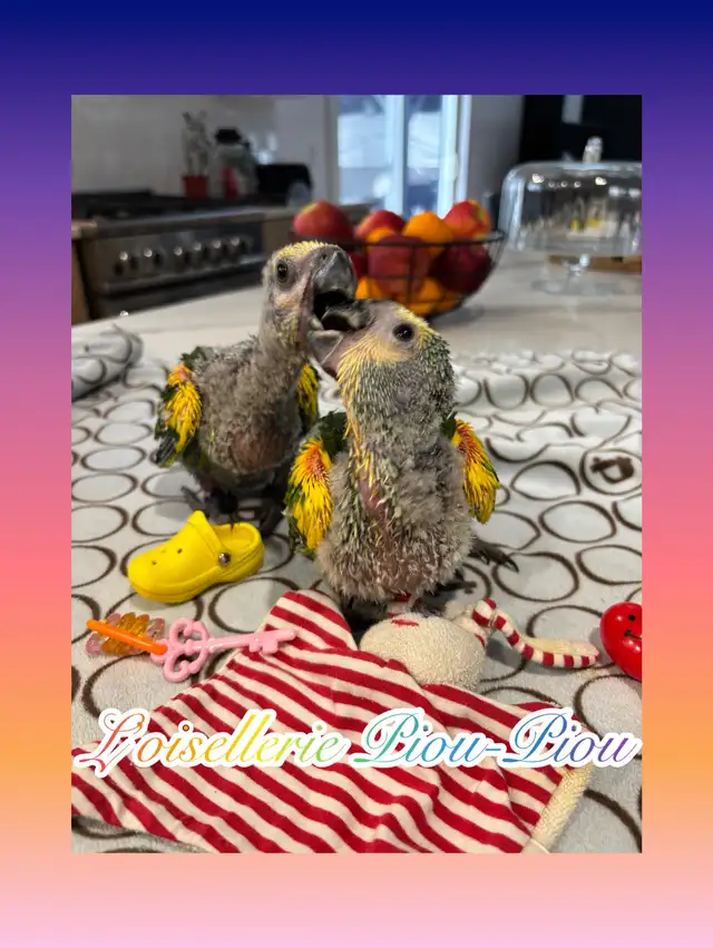 bébés amazones à front bleu | Birds for Rehoming | City of Montréal ...