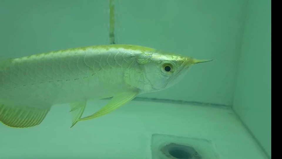 Arowana Asian. Gold/Blue/Red - Malaysian | Fish for Rehoming | Delta ...