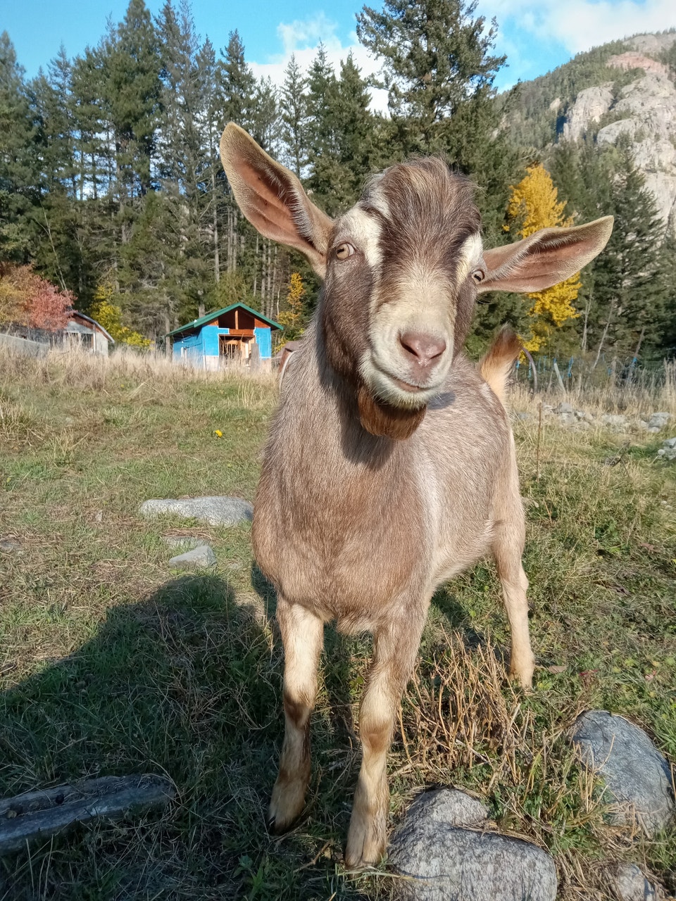 Breeding Buck - Toggenburg/Nubian Mix Goat | Livestock | Kamloops ...