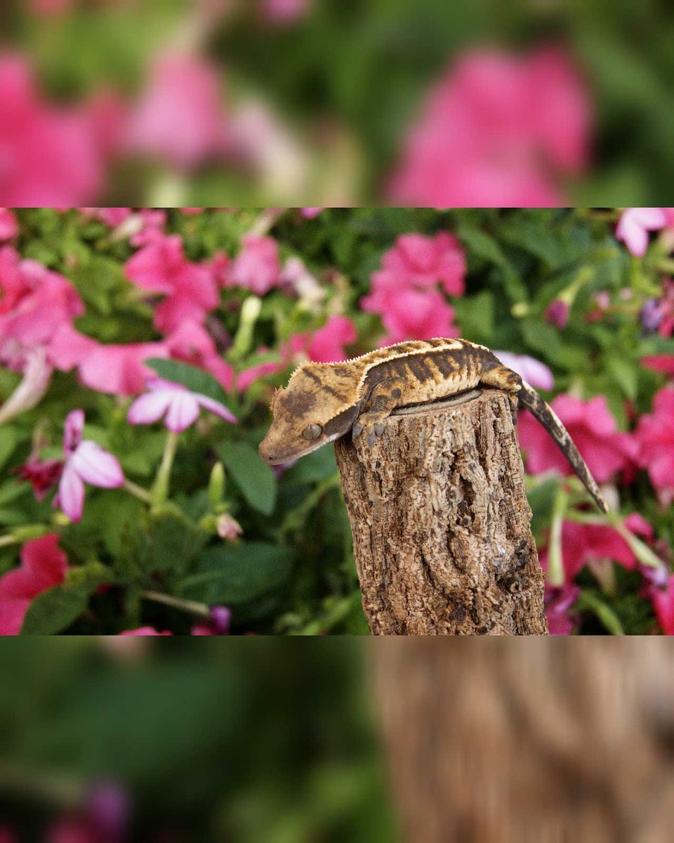 Gecko a crete / crested gecko | Reptiles & Amphibians for Rehoming ...