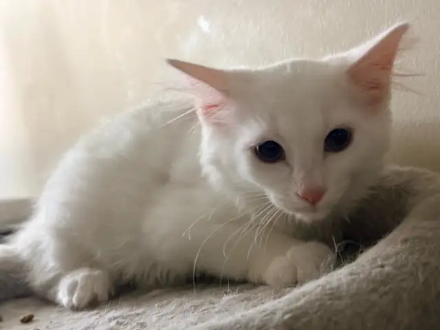 Male White Ragdoll x Turkish Angora Kitten | Cats & Kittens for ...