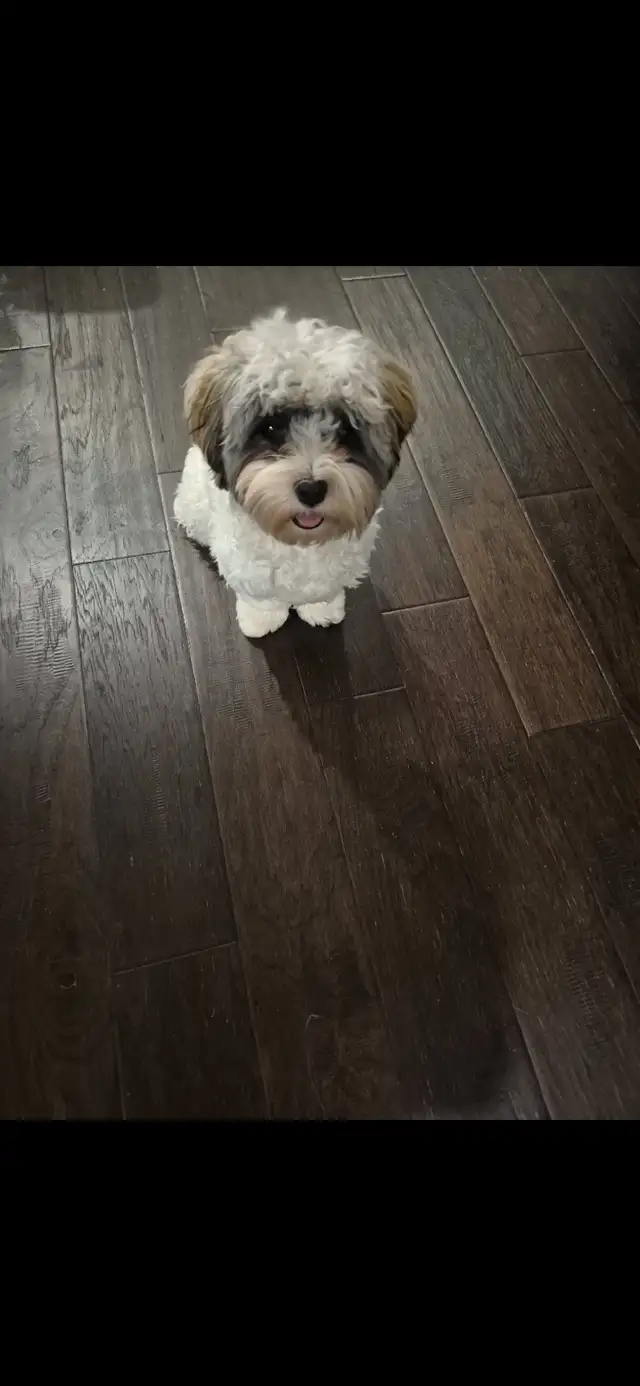 female havanese puppy for sale cheap | Dogs & Puppies for Rehoming ...