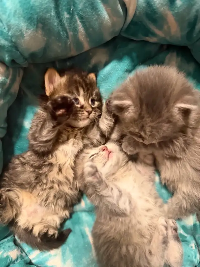 Chaton Persan croisé sibérien(tous réservé/all booked ) | Cats ...