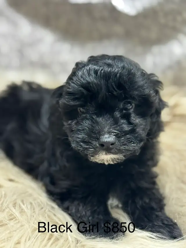 Havapoo Chocolate Puppies | Dogs & Puppies for Rehoming | Edmonton ...