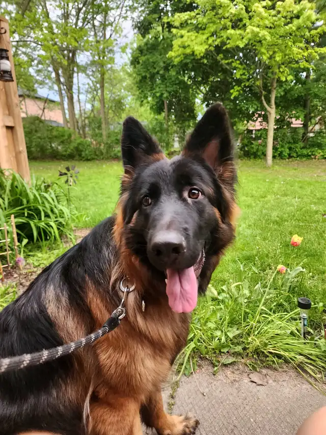 German Shephard | Dogs & Puppies for Rehoming | London | Free local ...