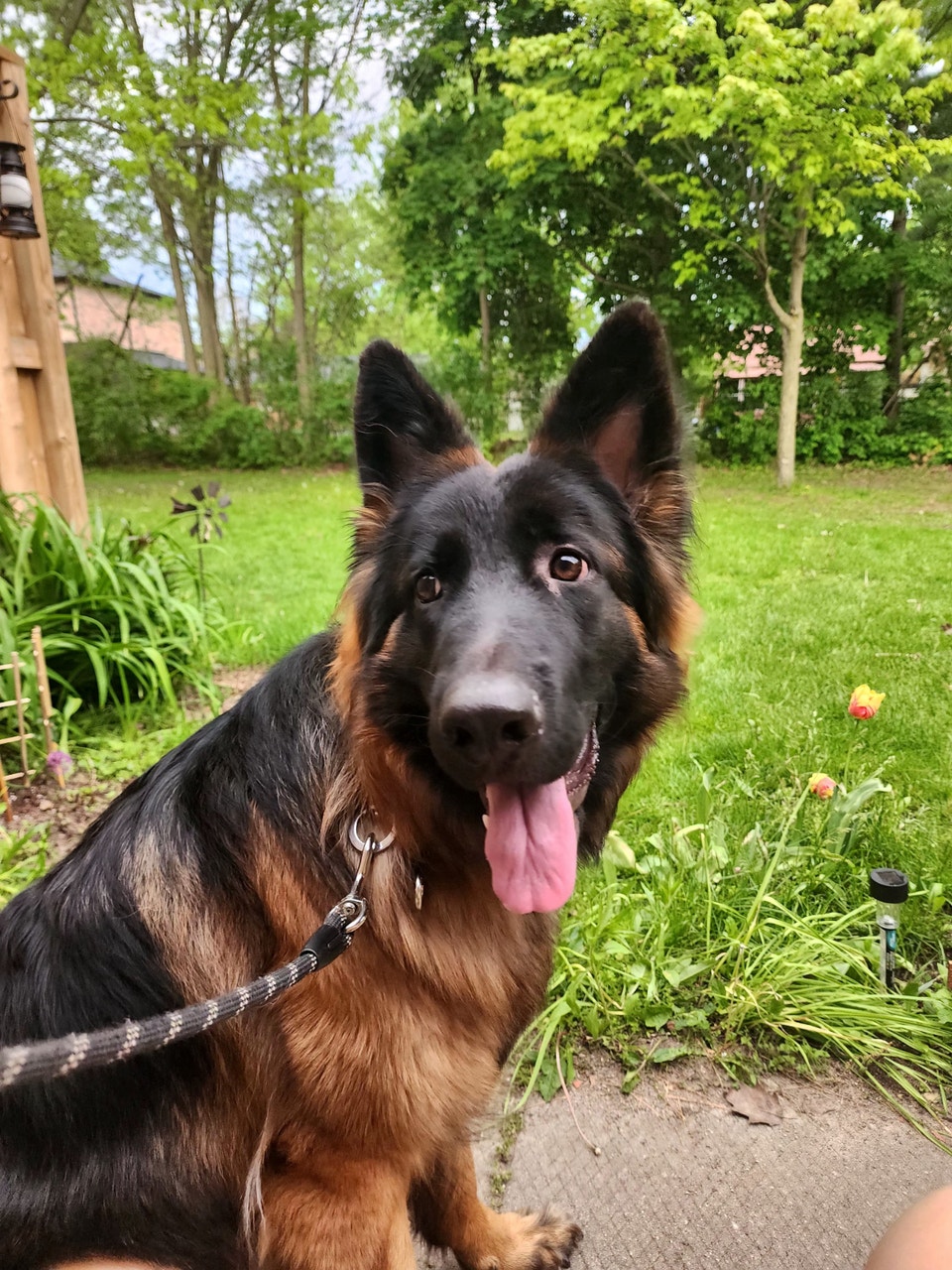 German Shephard | Dogs & Puppies for Rehoming | London | Free local ...