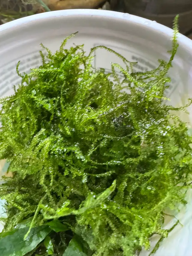 Christmas moss and a bit of narrow leaf Java fern | Fish for Rehoming ...