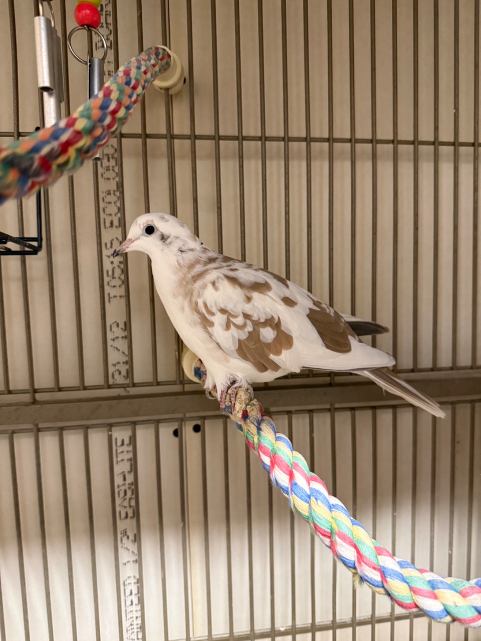 FREE - 3 Ring-Necked doves | Birds for Rehoming | St. Catharines | Free ...