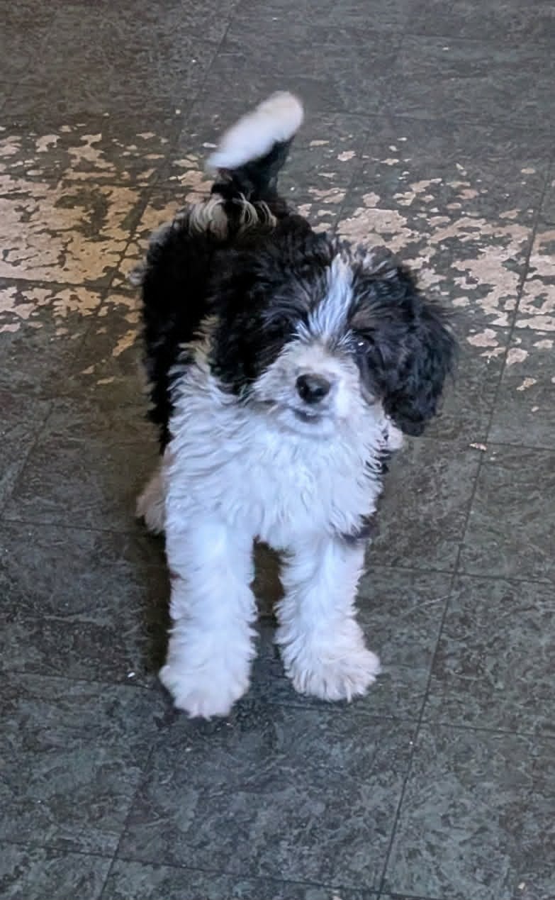 Cockapoo Pups - New Pictures-New Prices | Dogs & Puppies for Rehoming ...