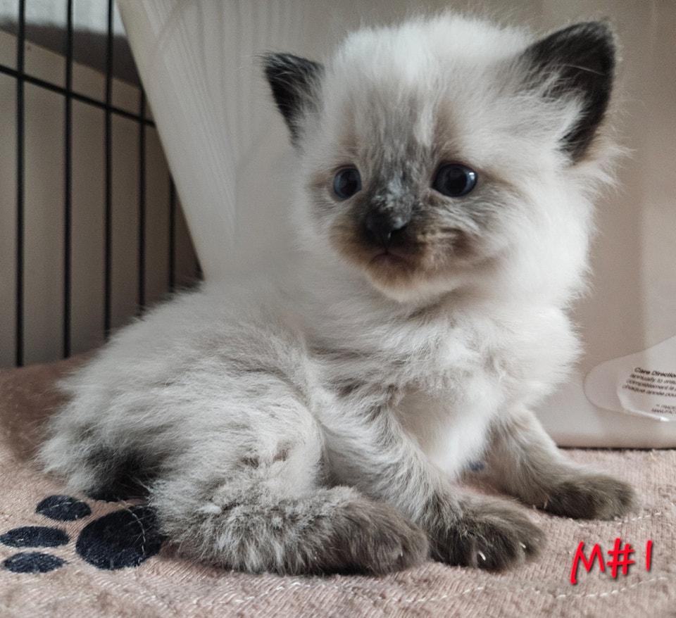 Ragdoll/ Manx kittens ,BUNNY CATS , Amazing !! | Cats & Kittens for ...