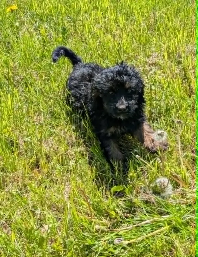 Cockapoo Pups - New Pictures-New Prices | Dogs & Puppies for Rehoming ...