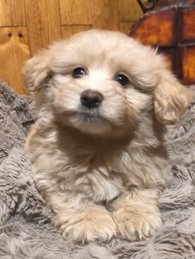 Adorable Shih Poo/ Bichon Pom Puppies | Dogs & Puppies for Rehoming ...
