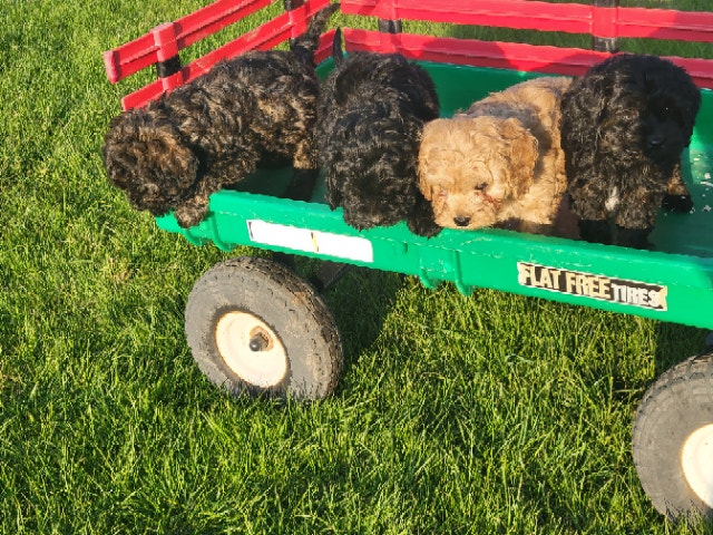 Cockapoo Puppies 8 weeks old, ready to go! | Dogs & Puppies for ...